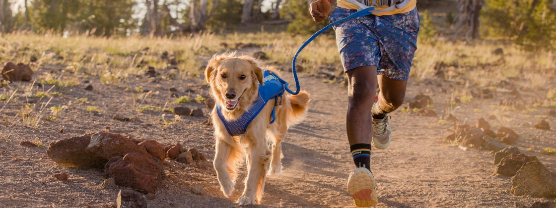 Home - Tailwagger 5K