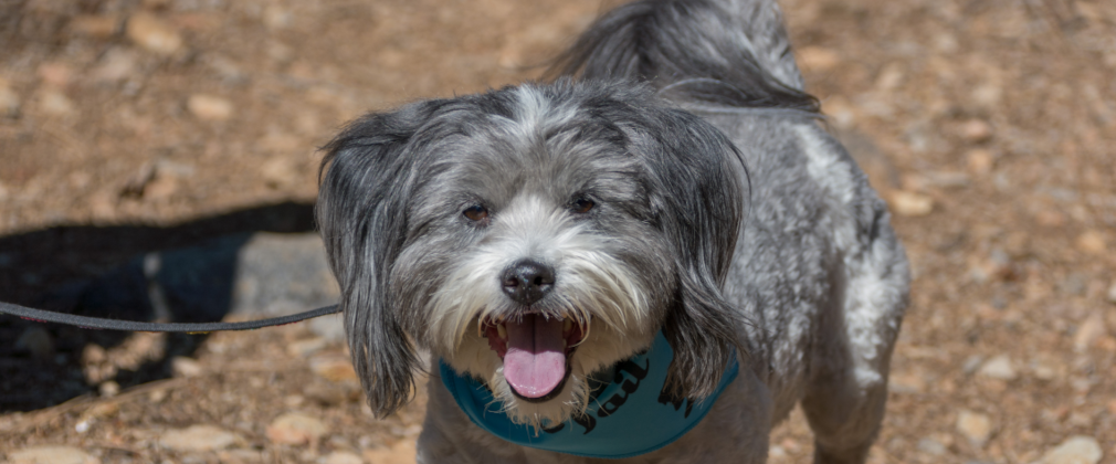 Home - Tailwagger 5K