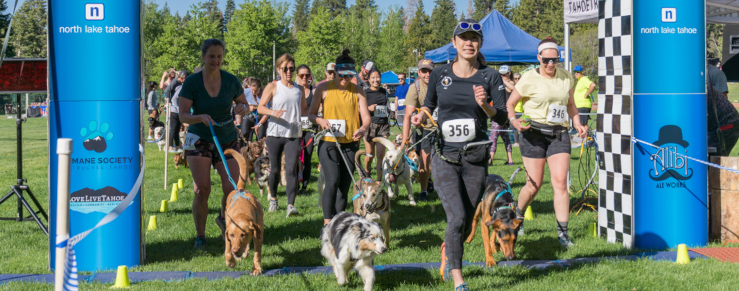 Home - Tailwagger 5K